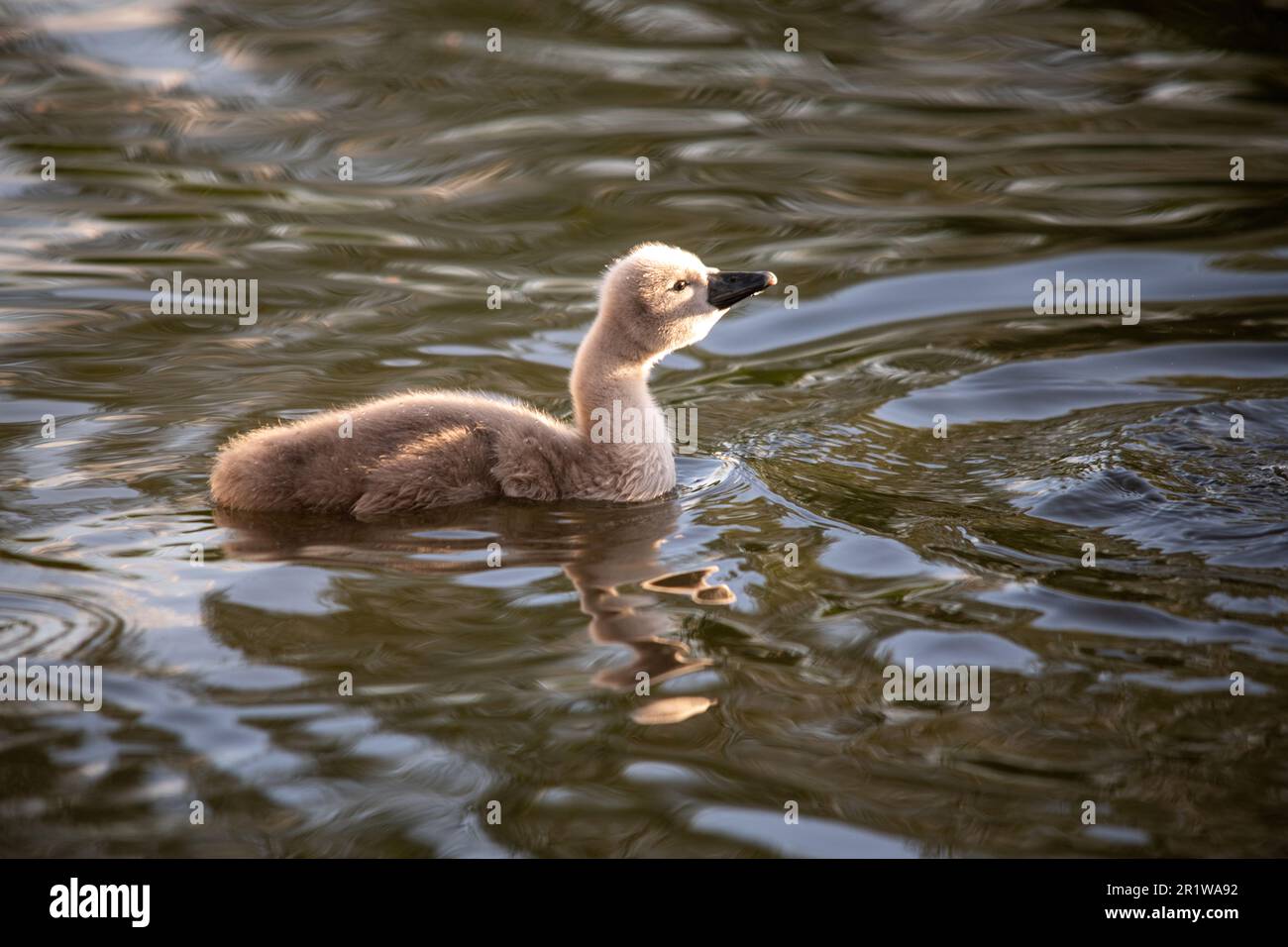 Parrott couple hi-res stock photography and images - Alamy