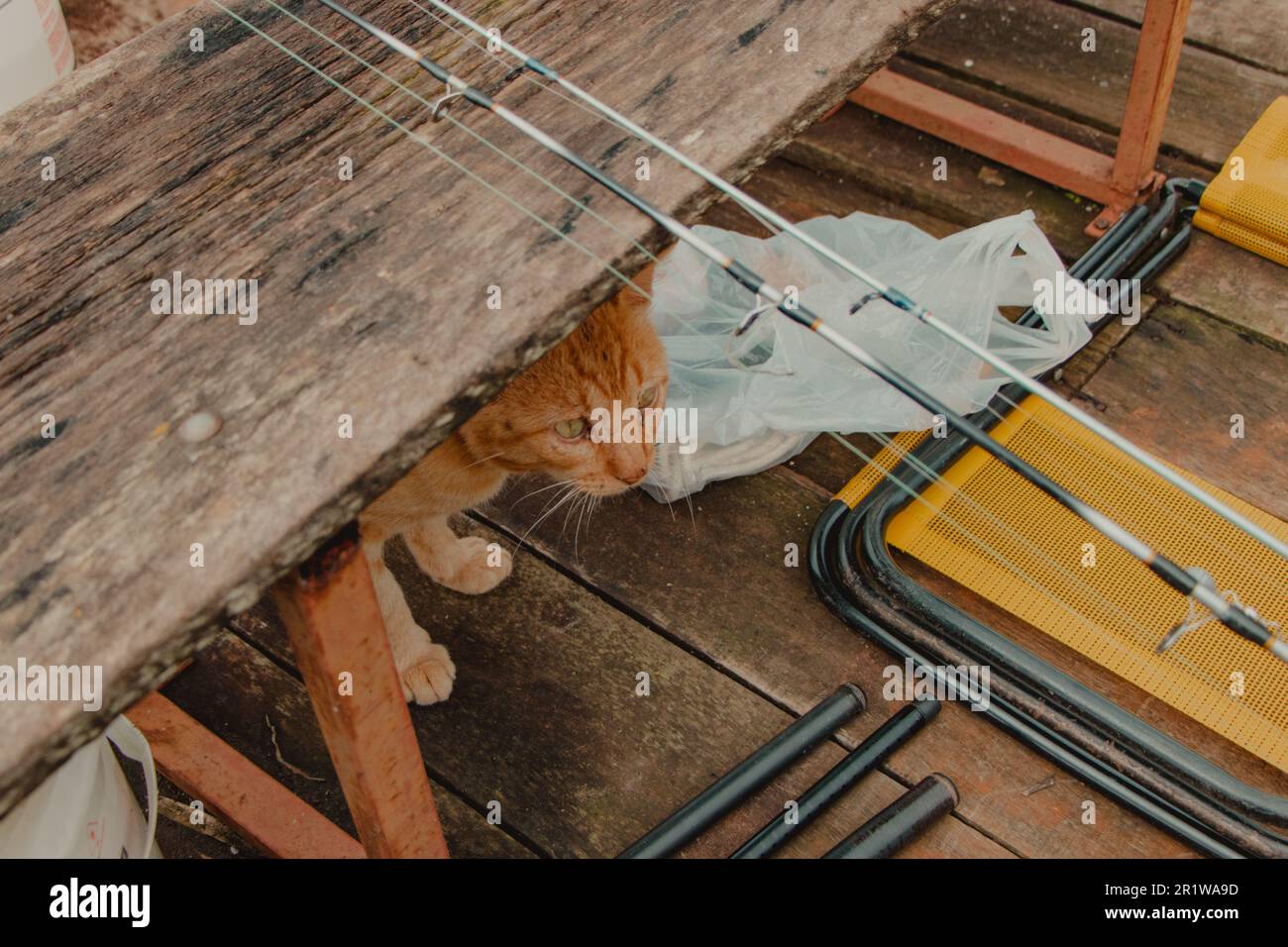 cat hiding under the bench Stock Photo - Alamy