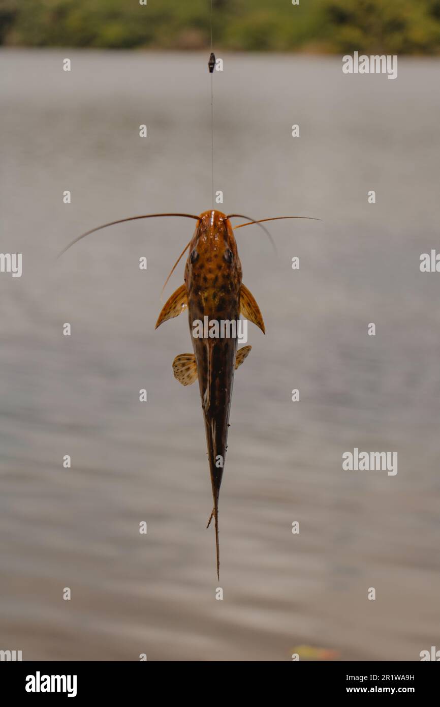 Catfish fishing hi-res stock photography and images - Alamy