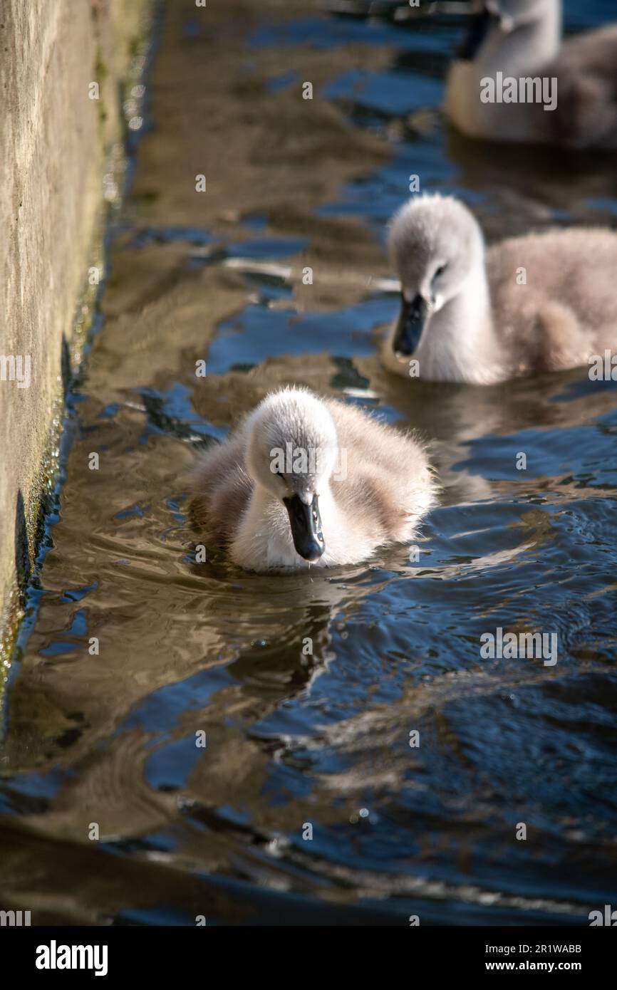 Parrott couple hi-res stock photography and images - Alamy