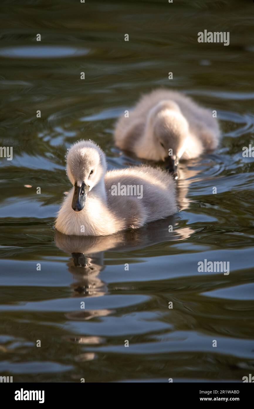 Parrott couple hi-res stock photography and images - Alamy