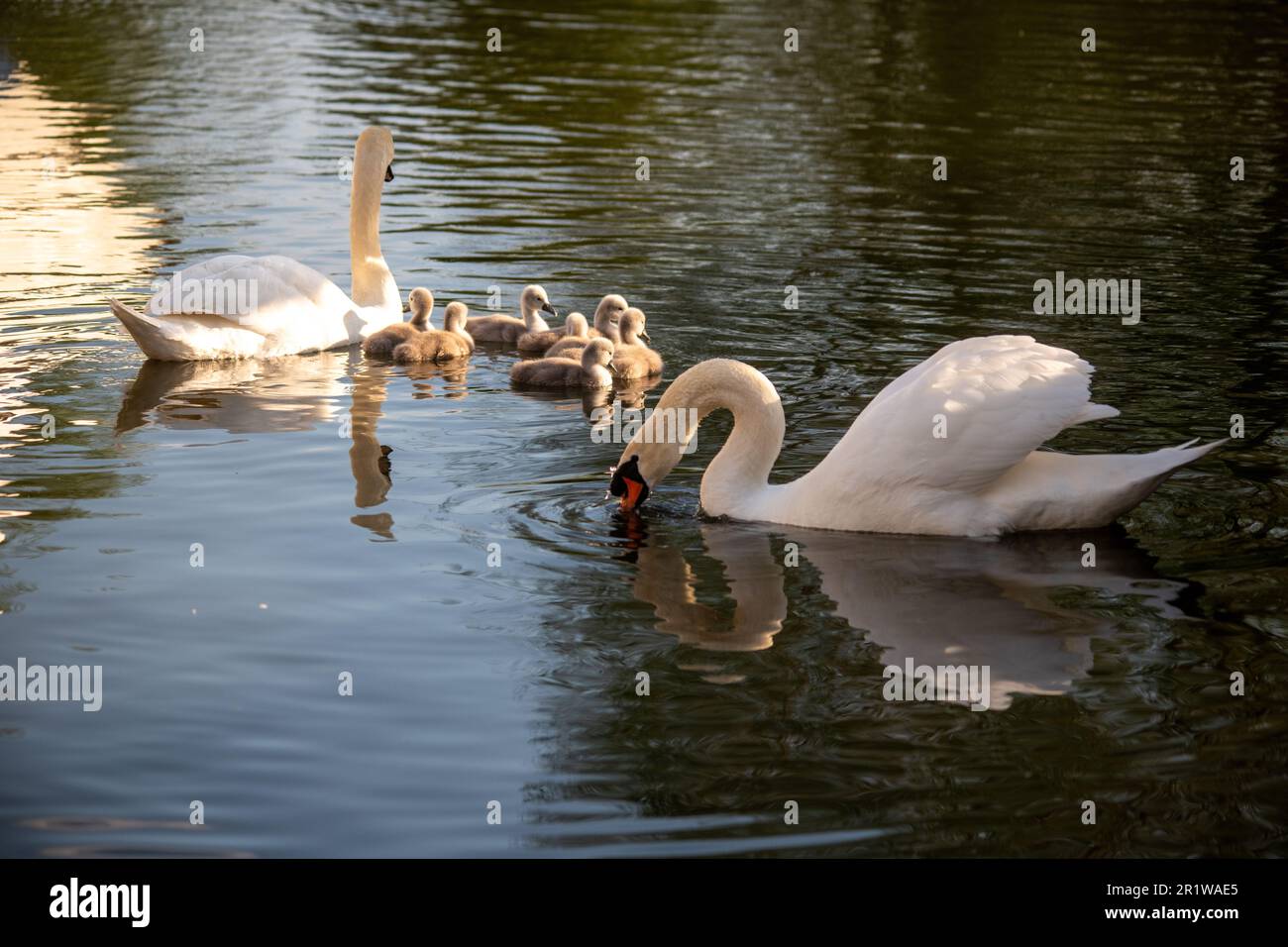 Parrott couple hi-res stock photography and images - Alamy