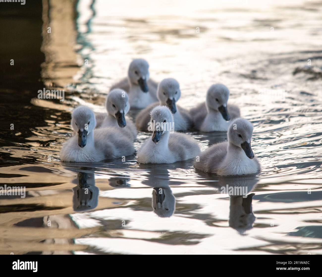Parrott couple hi-res stock photography and images - Alamy