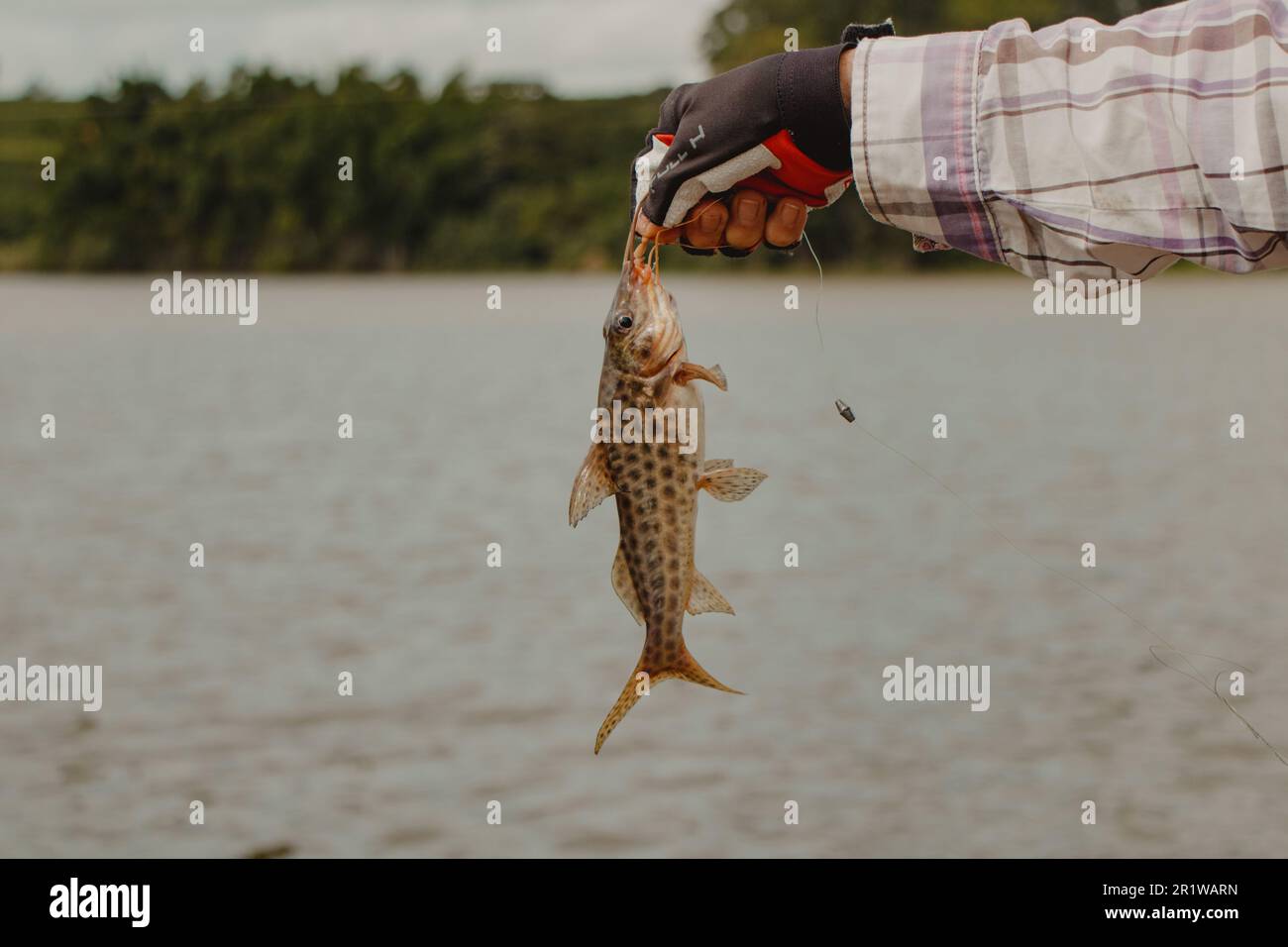 fisherman holding caught fish Stock Photo - Alamy
