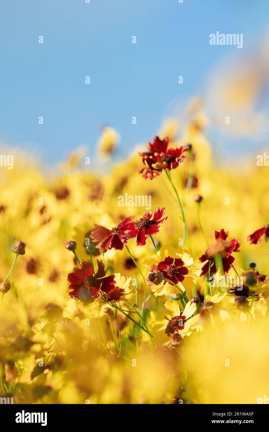 Plains coreopsis, garden tickseed, golden tickseed, or calliopsis ...