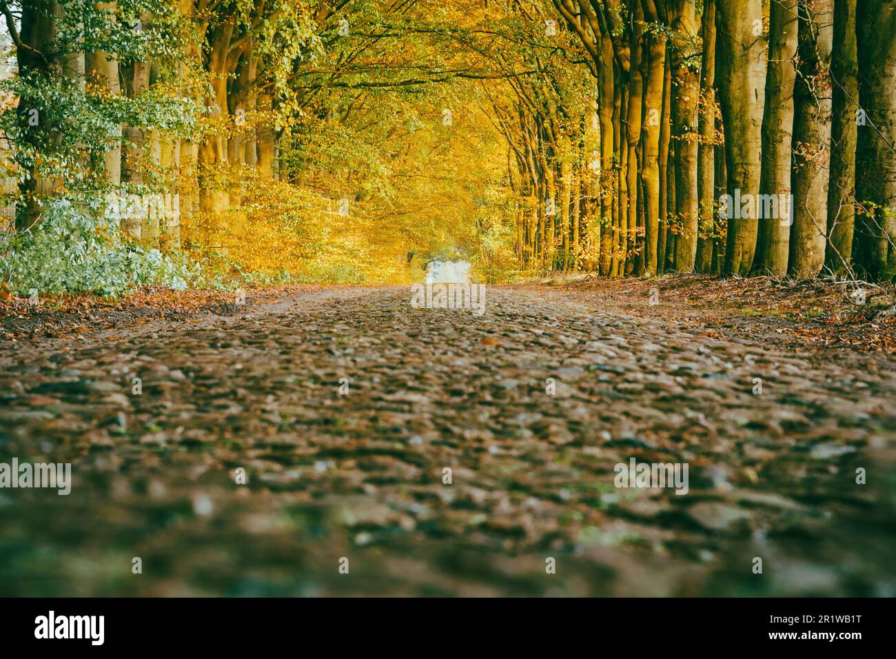 Old cobblestone road through forest hi-res stock photography and images ...
