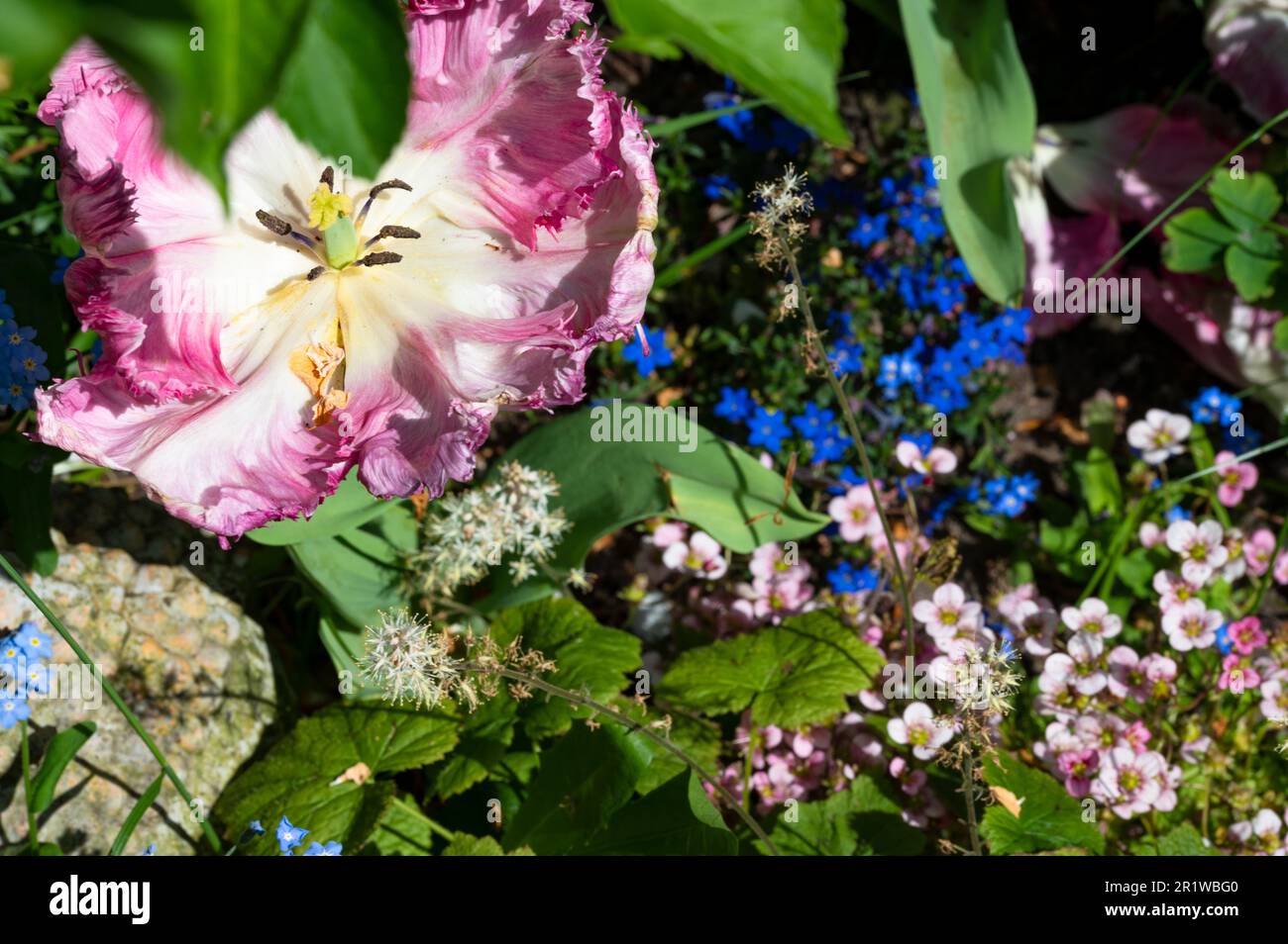 Withered flower hi-res stock photography and images - Alamy