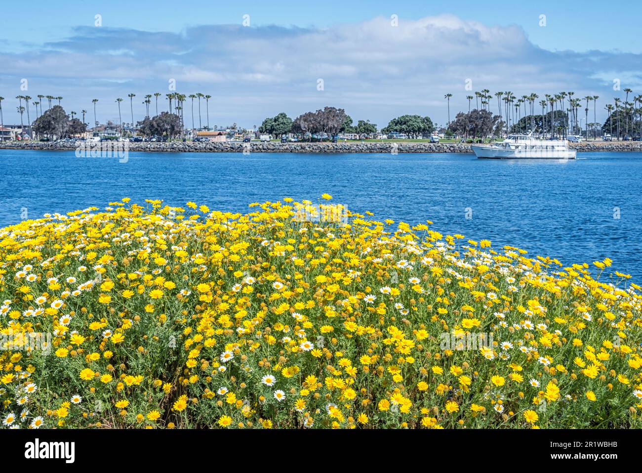 Wildflowers growing along the Mission Bay Channel Jetty in San Diego ...