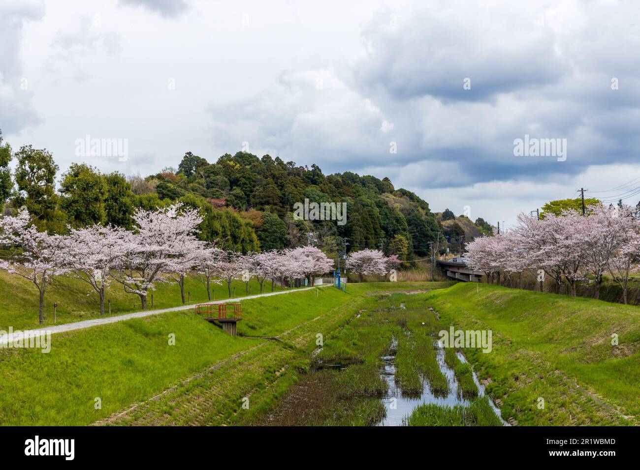 Beautiful Sakura blossoms during the spring season in the park. Narita ...