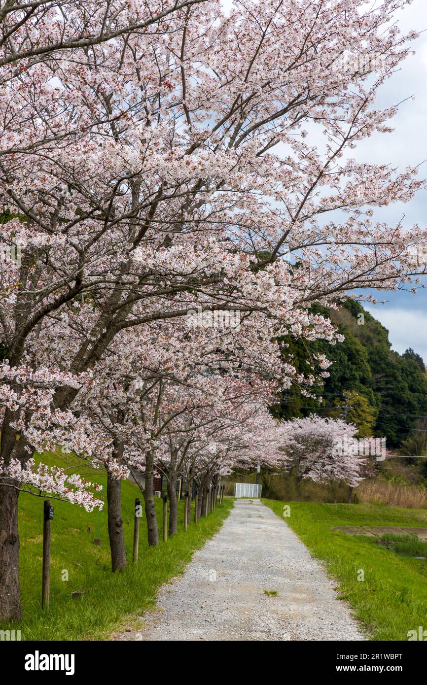 Beautiful Sakura blossoms during the spring season in the park. Narita ...