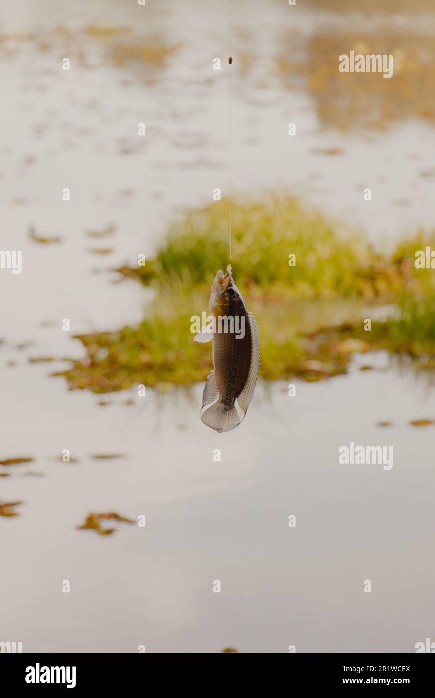 small fish hanging on the hook Stock Photo - Alamy