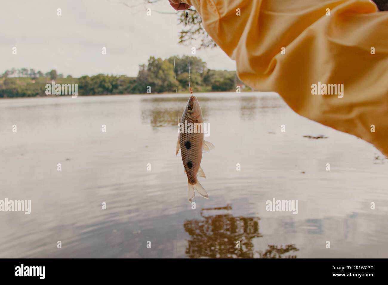 small piau fish hanging on fishing line Stock Photo - Alamy