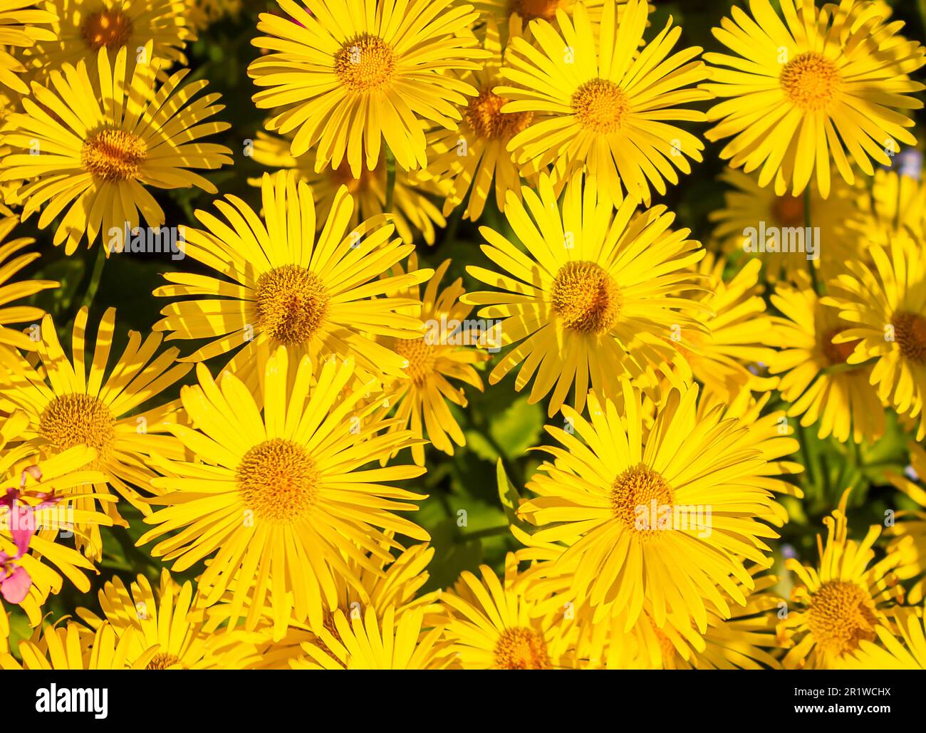 Doronicum orientale leopards bane hi-res stock photography and images ...