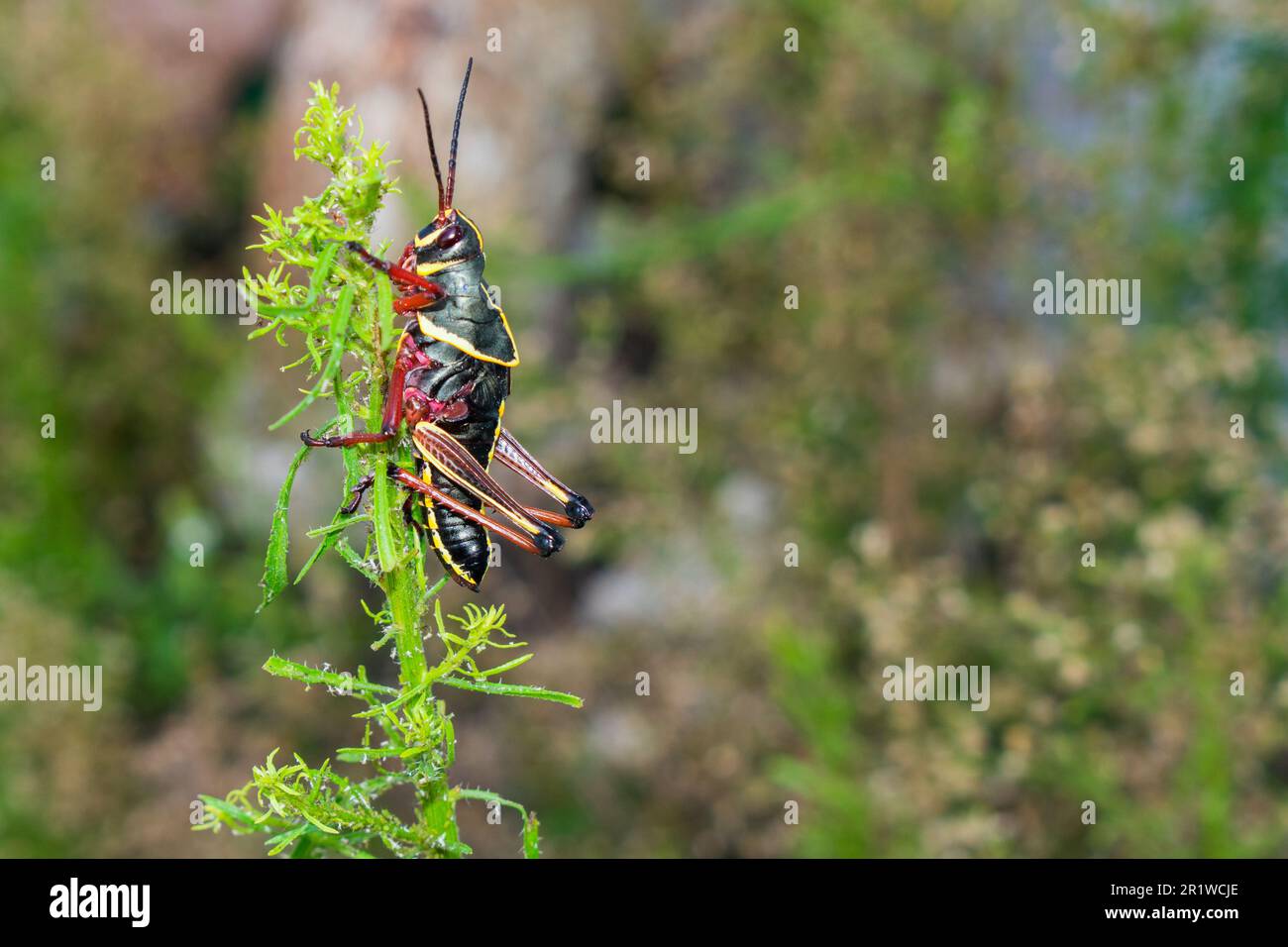 Black Locust Insect
