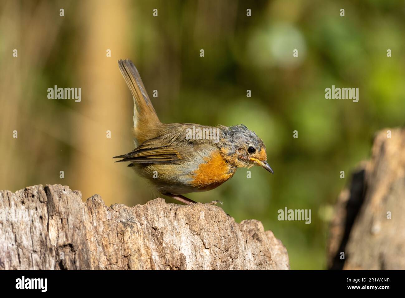 A small robin sits atop a tree stump, with a feather disease evident on ...
