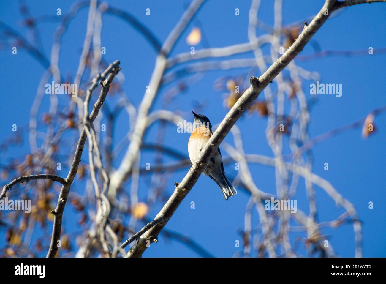 A small Western bluebird on a barren branch of a deciduous tree in a ...