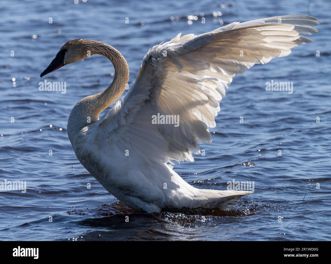 A trumpeter swan (Cygnus buccinator) flapping its wings on a lake at ...