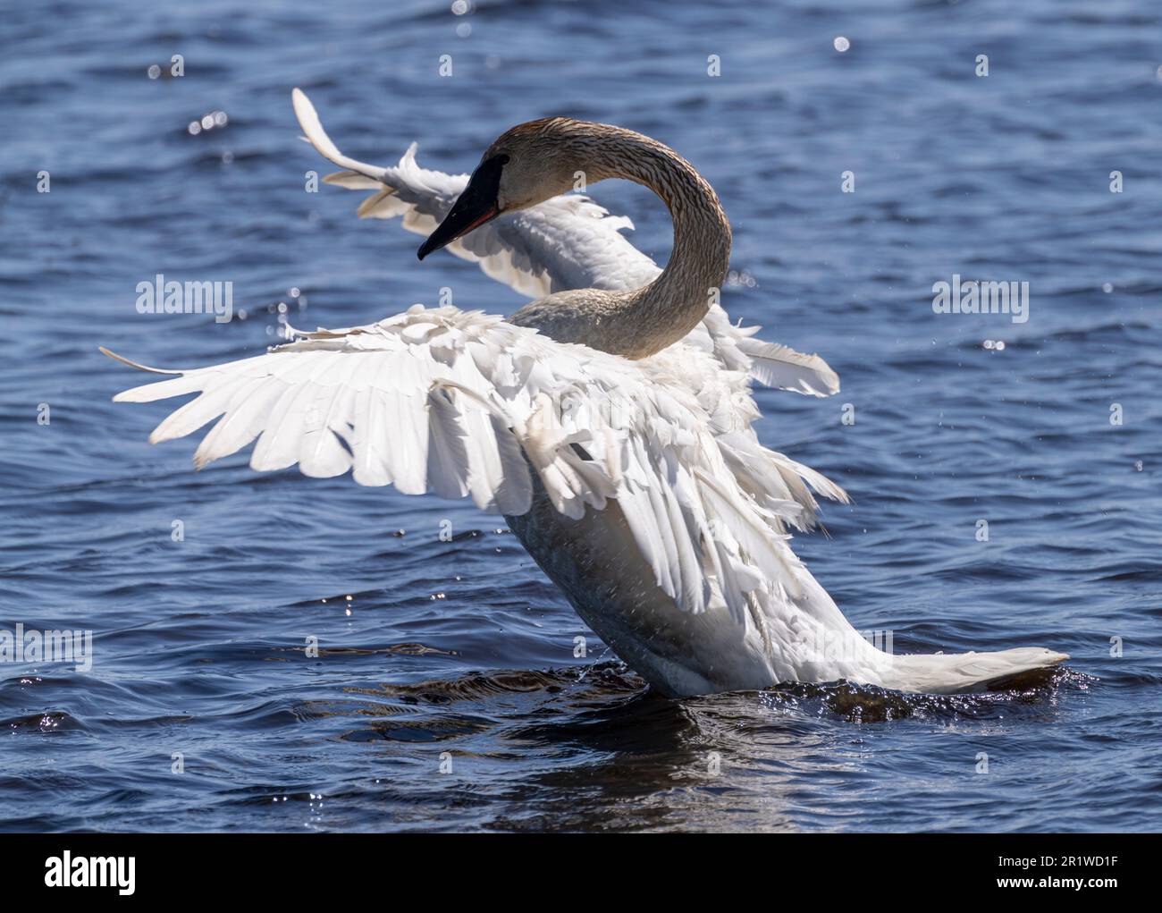A trumpeter swan (Cygnus buccinator) flapping its wings on a lake at ...