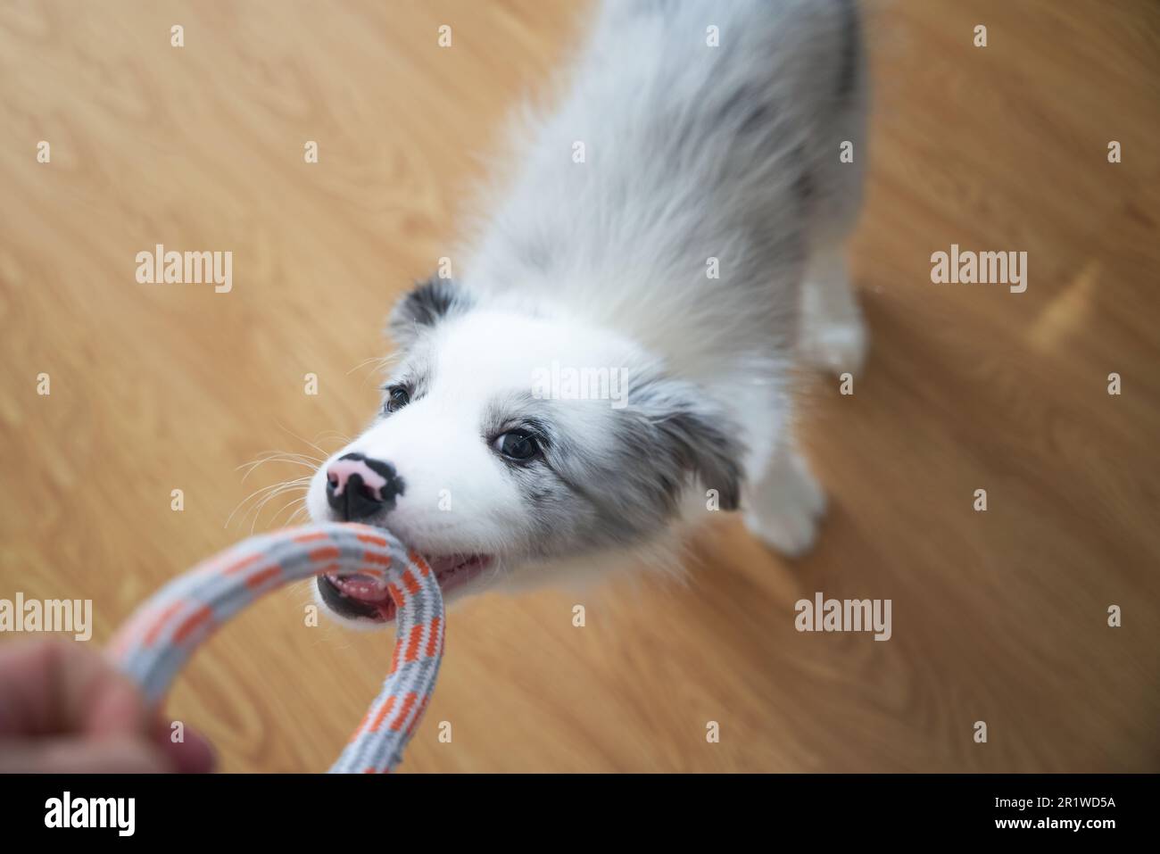 A small puppy playfully biting down onto a toy, with its mouth wide ...