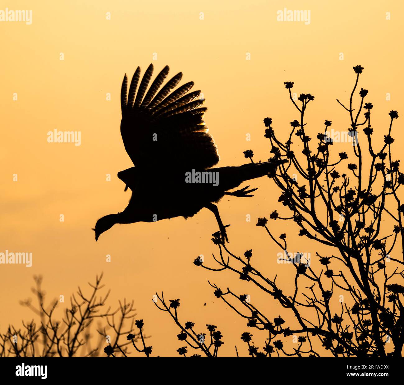 A wild turkey (Meleagris gallopavo) falling out of a tree in the North ...