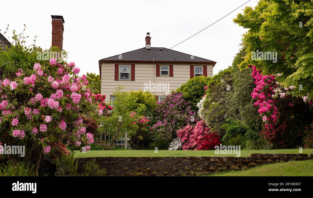 suburban cottage house in flowering neighborhood. suburban cottage ...