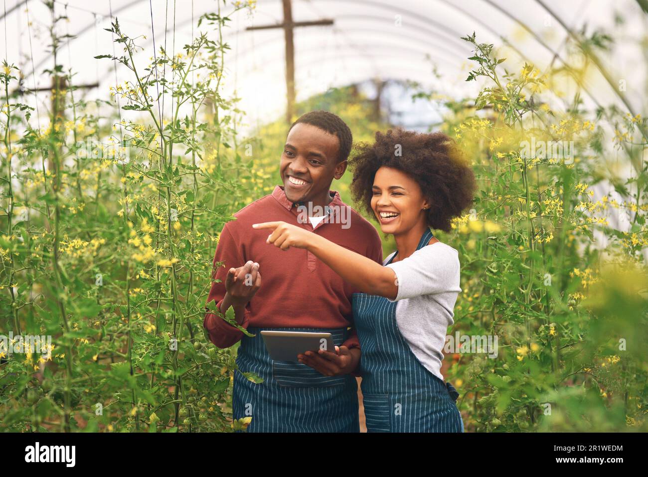 Over that way. young farm couple using a tablet while checking their ...