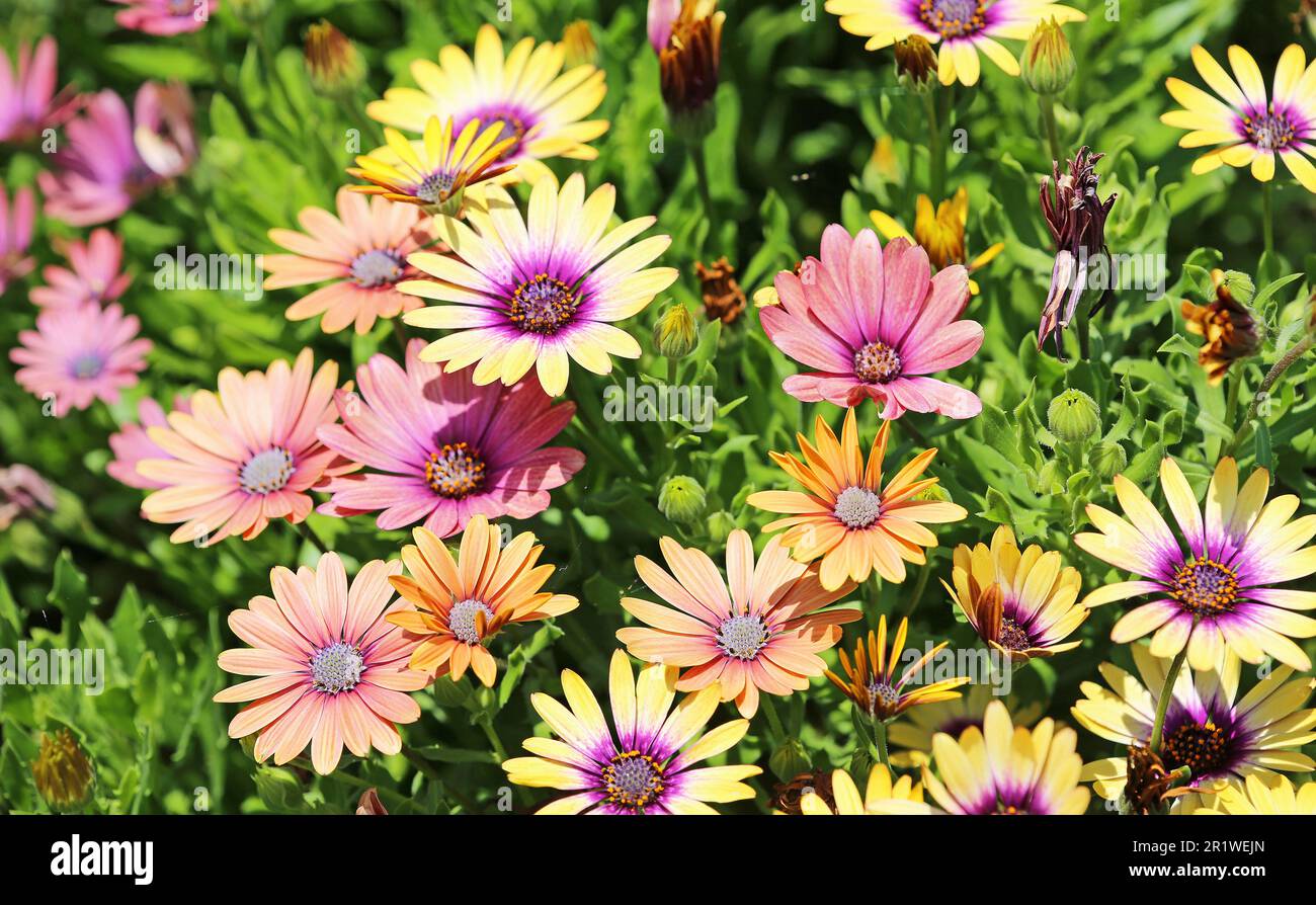Daisy beautiful hi-res stock photography and images - Alamy