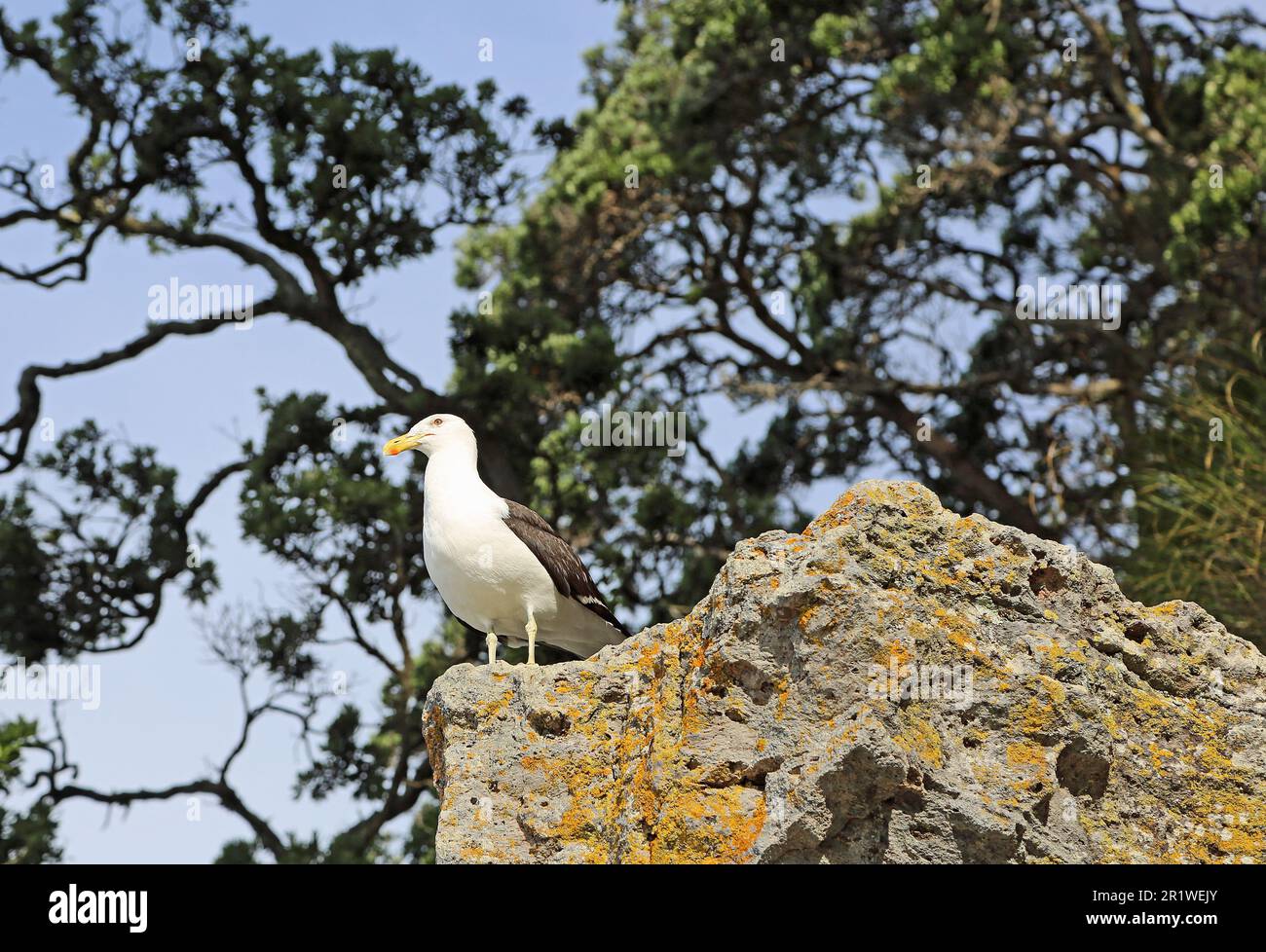 Seagull on rock hi-res stock photography and images - Alamy