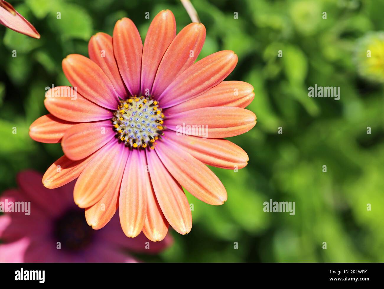 Single African daisy Stock Photo - Alamy