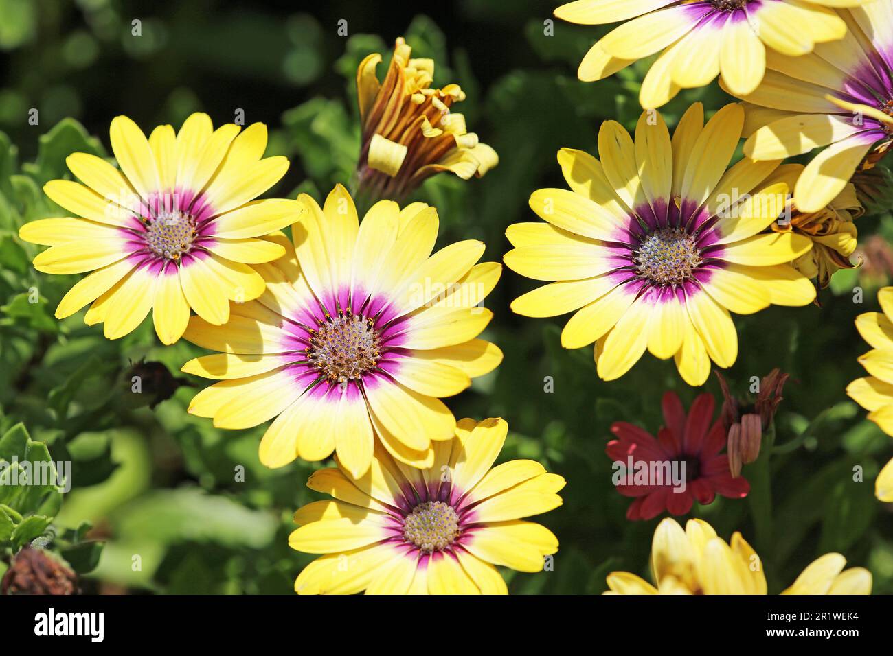 Yellow African daisy close up Stock Photo - Alamy