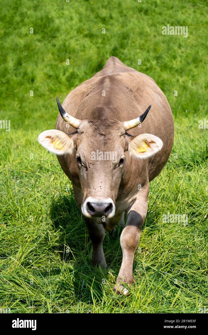 Dairy cows on a pasture in Elfringhauser Schweiz, on Schanzerweg ...