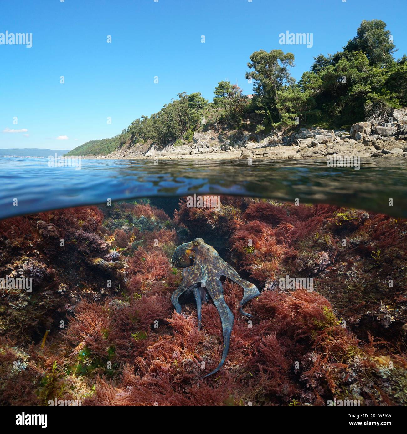 Atlantic coast with an octopus and red algae underwater in the ocean ...