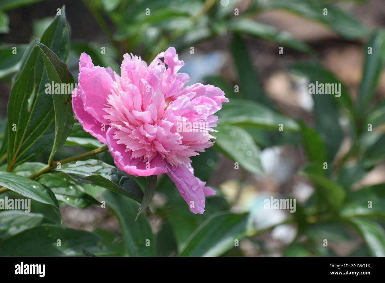 A pink peony, Paeonia officinalis, with fully opened flowers, side view ...