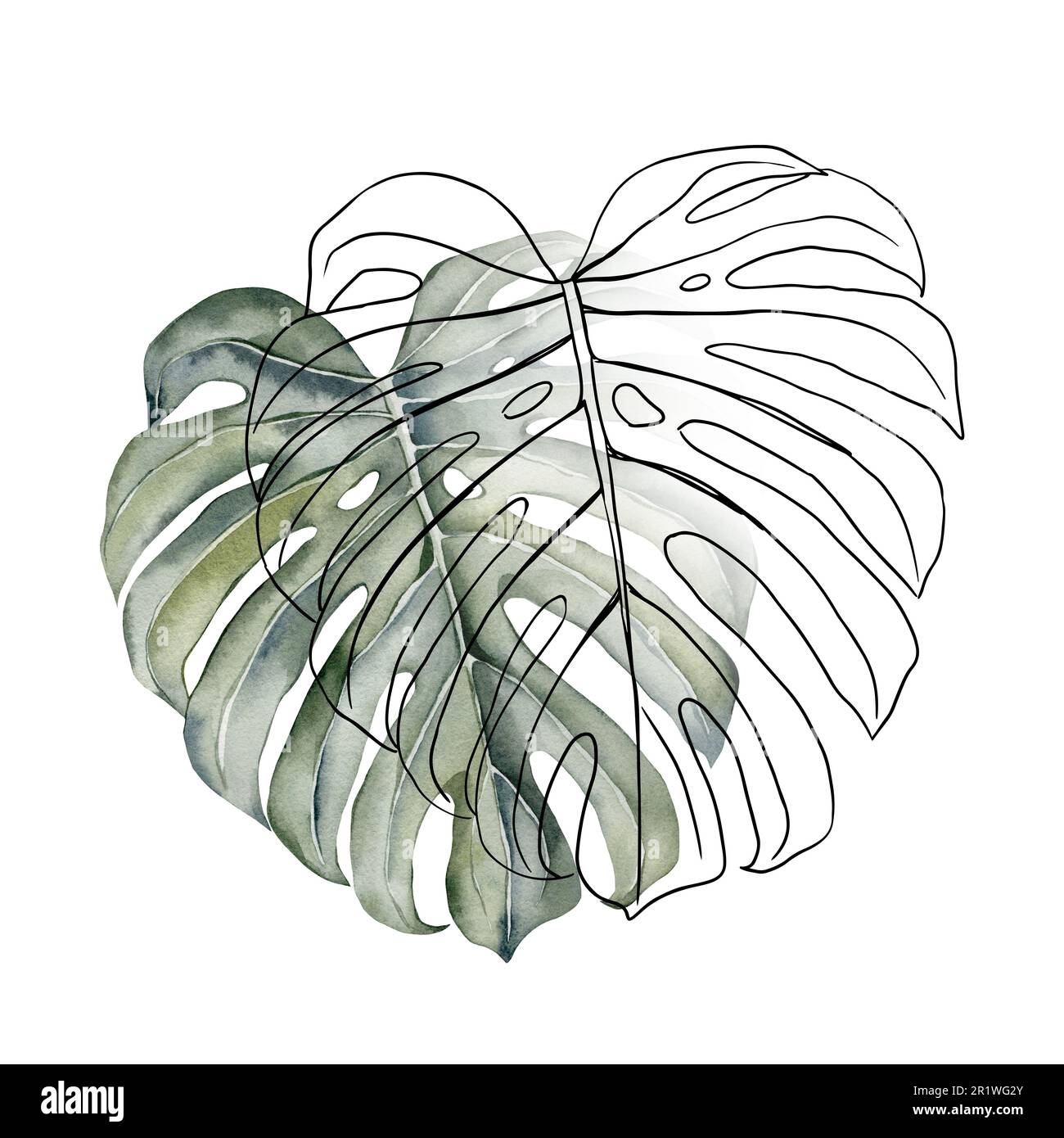 Monstera leave watercolor painting for cards, wedding invitation, birthday cards. Watercolor ...