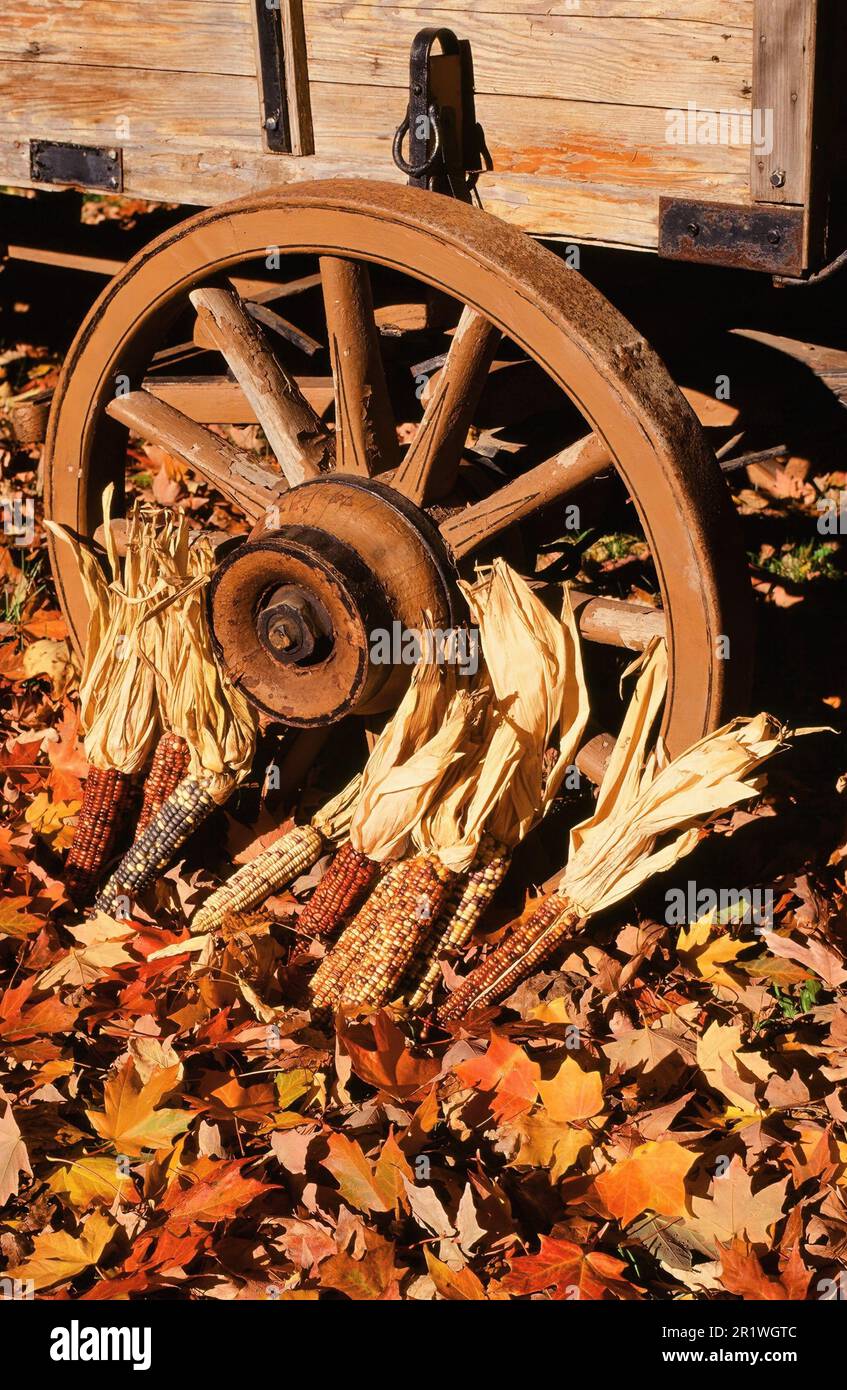 Wagon wheel and Indian corn Stock Photo - Alamy