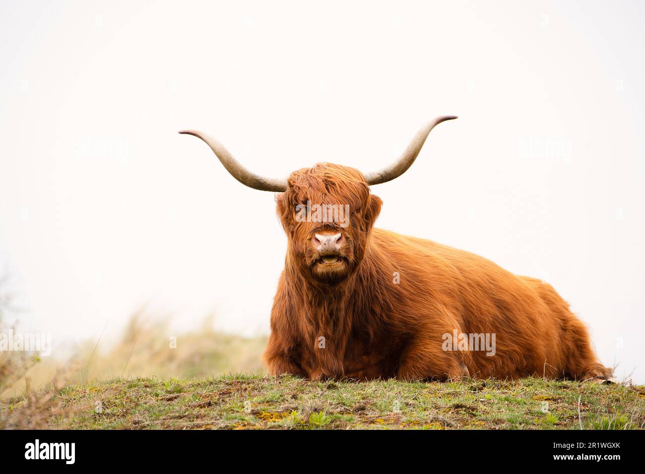 Scottish highland cattle, cow in the countryside, bull with horns on a ...