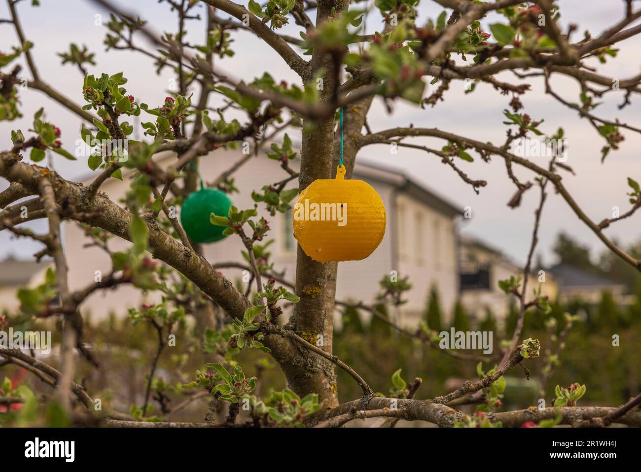 Close-up view of plastic sticky insects traps on apple tree Stock Photo ...