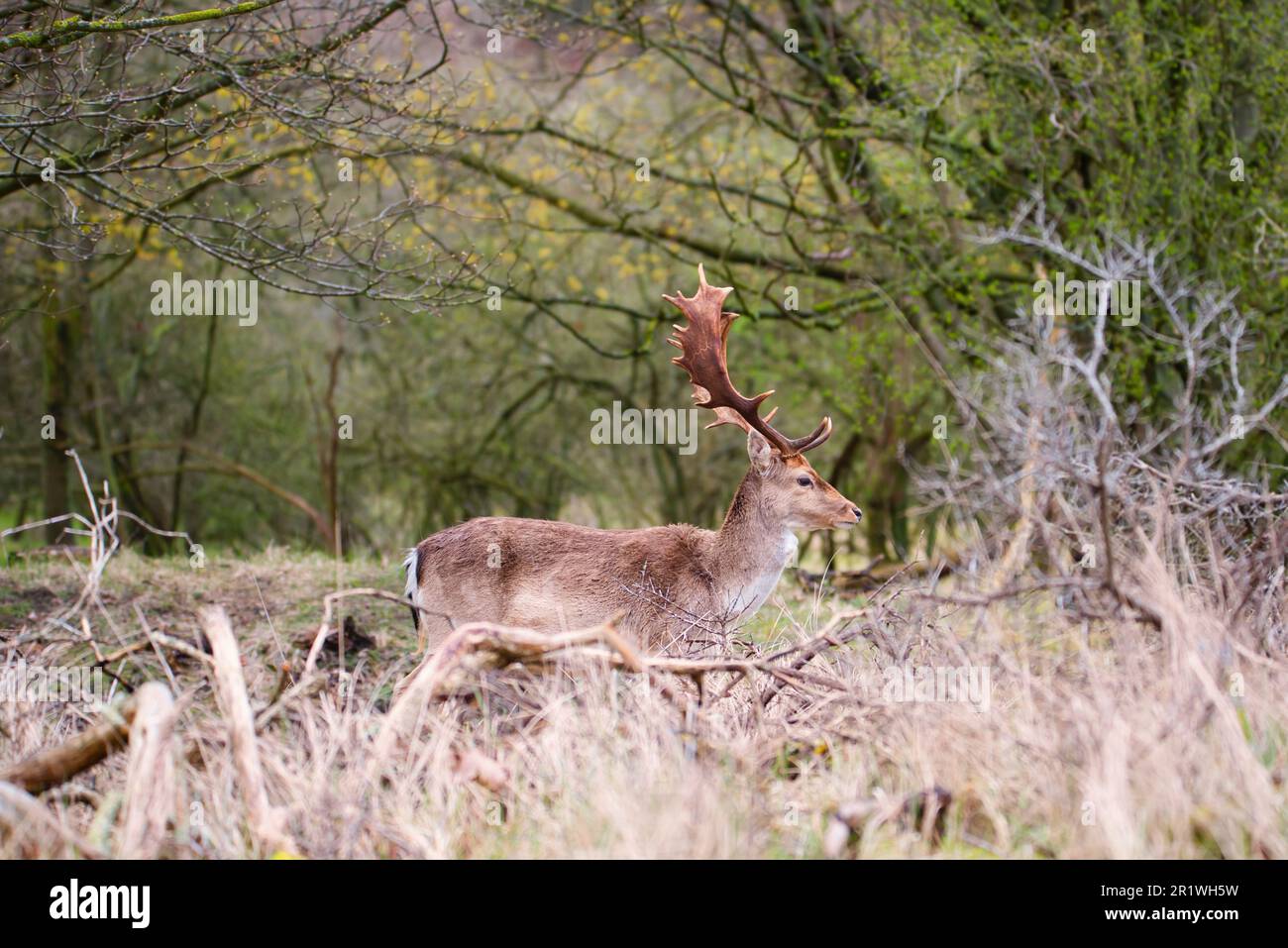Red deer stag with antlers in spring, forest of Amsterdamse ...
