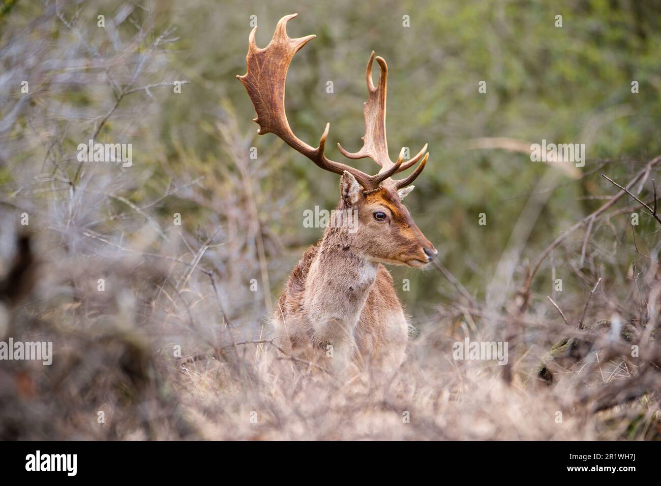 Red deer stag with antlers in spring, forest of Amsterdamse ...