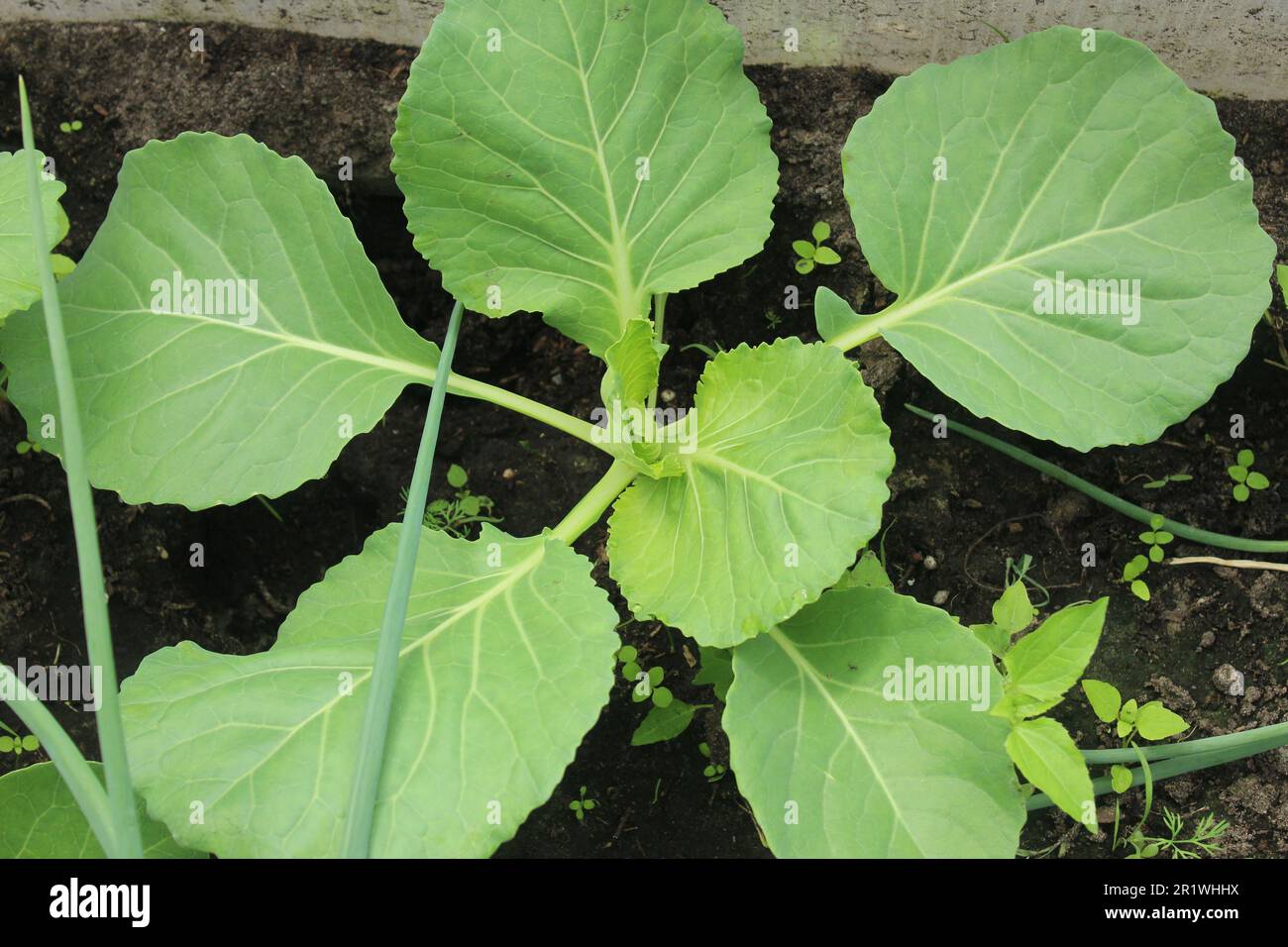 Cabbage seedlings. Young cabbage grows on the ground. growing ...
