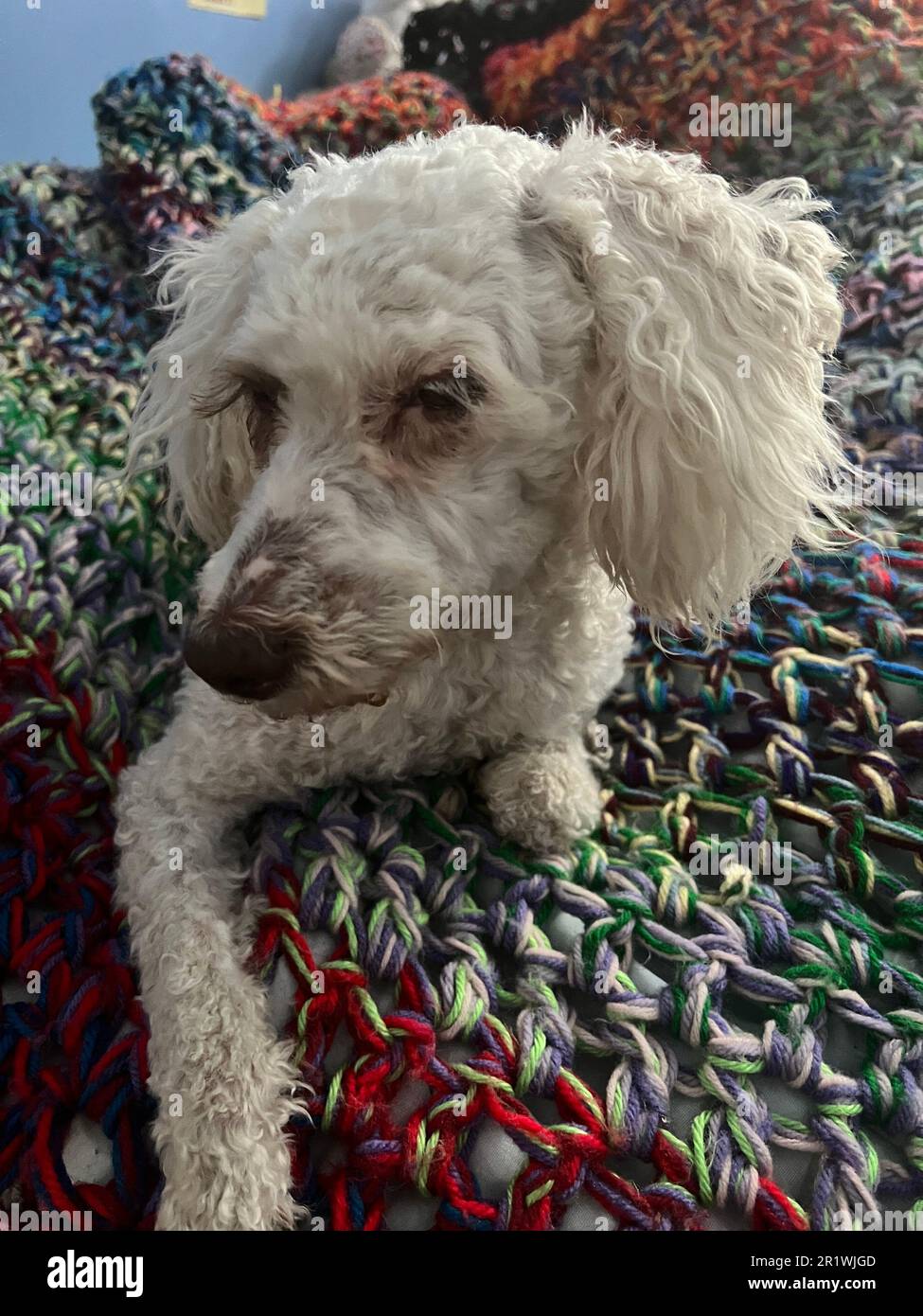 White poodle mix hi-res stock photography and images - Alamy