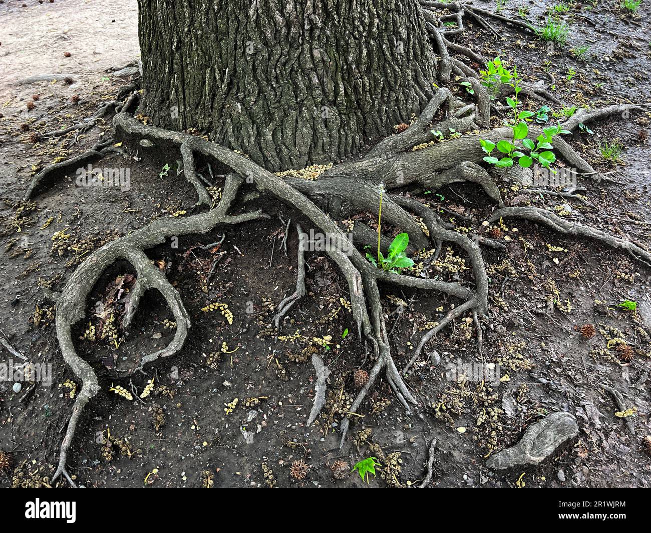 Brooklyn roots hi-res stock photography and images - Alamy