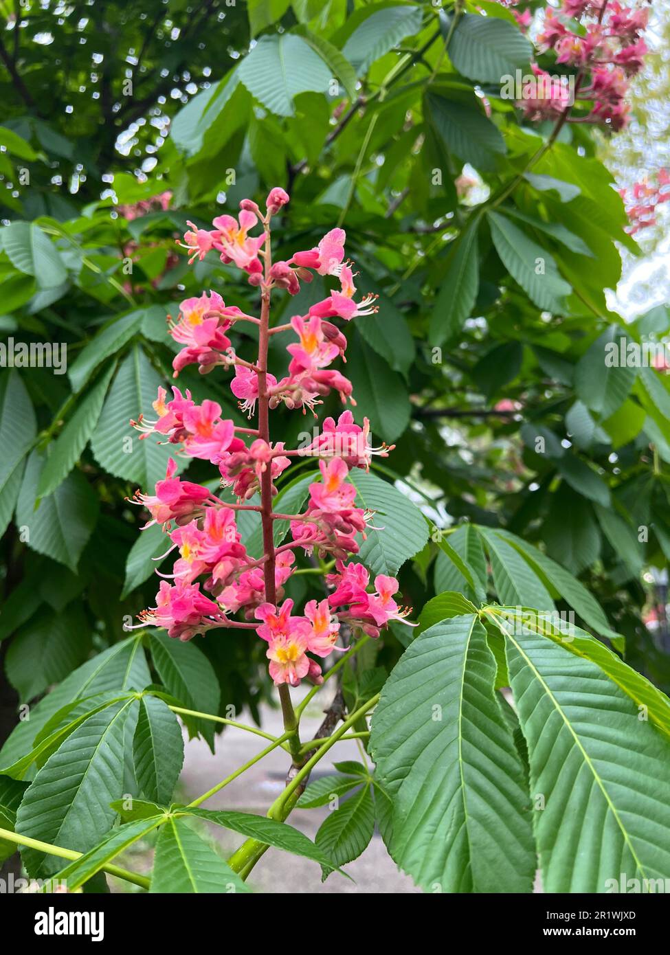 Flowering Horse Chestnut trees in the spring in Prospect Park, Brooklyn ...