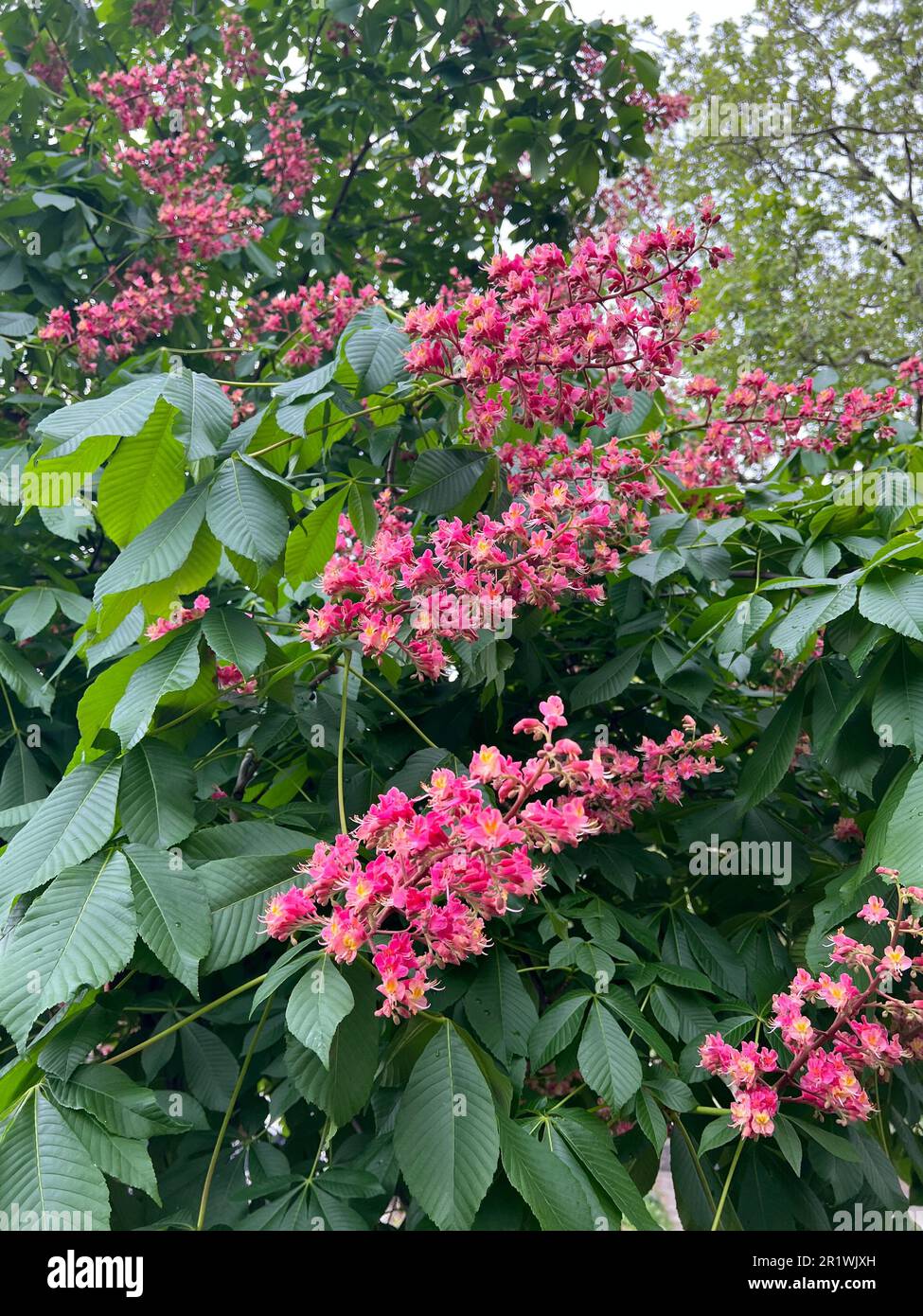 Flowering Horse Chestnut trees in the spring in Prospect Park, Brooklyn ...