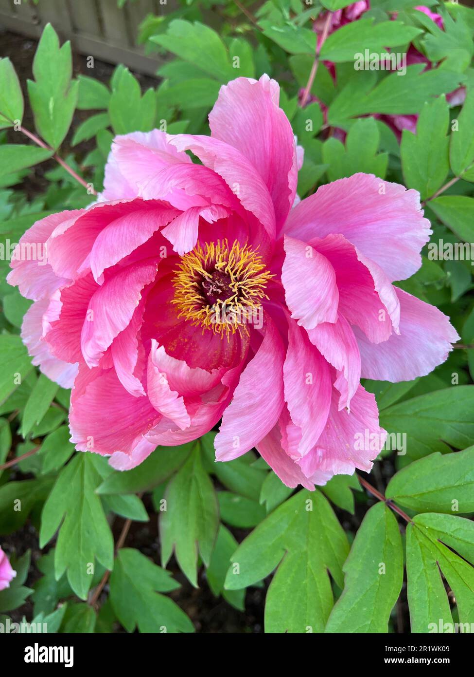 Tree Peonies in bloom at the Brooklyn Botanic Garden in Brooklyn, New ...
