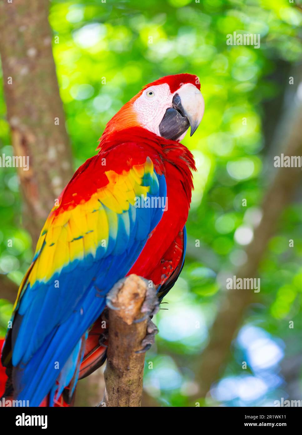 colorful ara macaw parrot outdor. ara macaw parrot outside. photo of ...