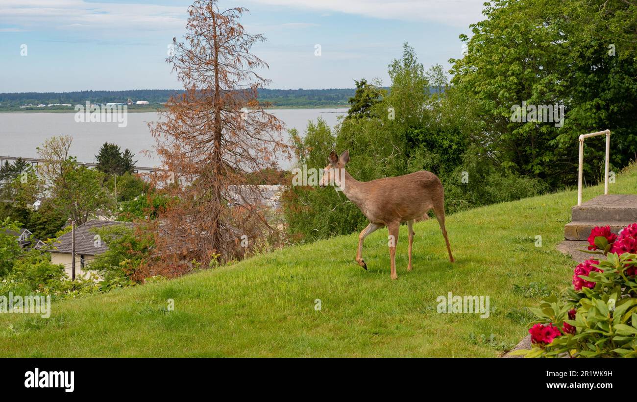 image of deer fallow outdoor. deer fallow in the street. deer fallow ...