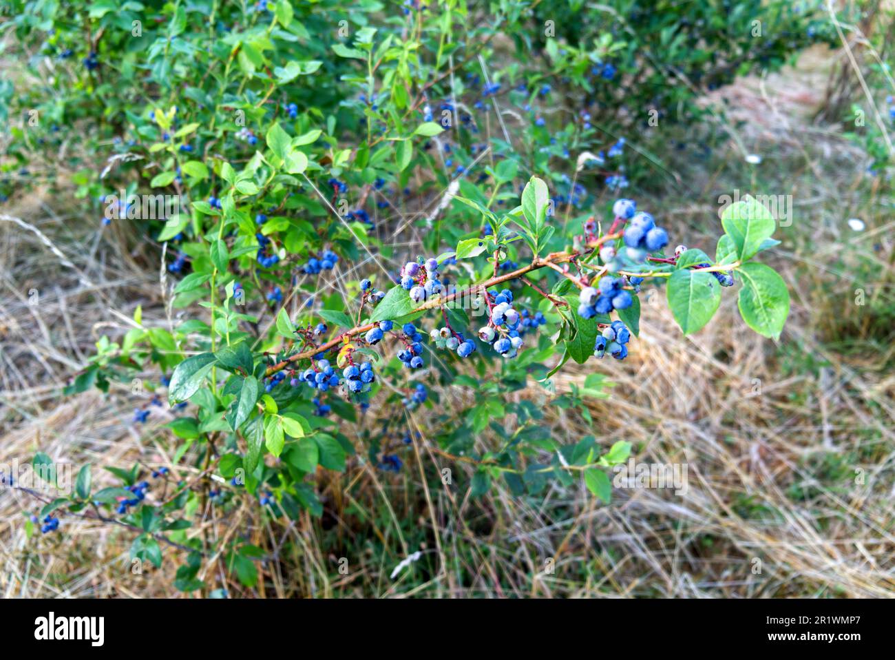 effect of drought on a blueberry plant and its fruit Stock Photo - Alamy