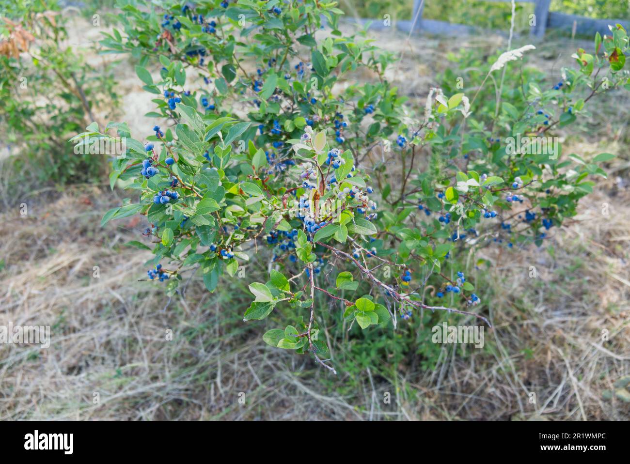 effect of drought on a blueberry plant and its fruit Stock Photo - Alamy
