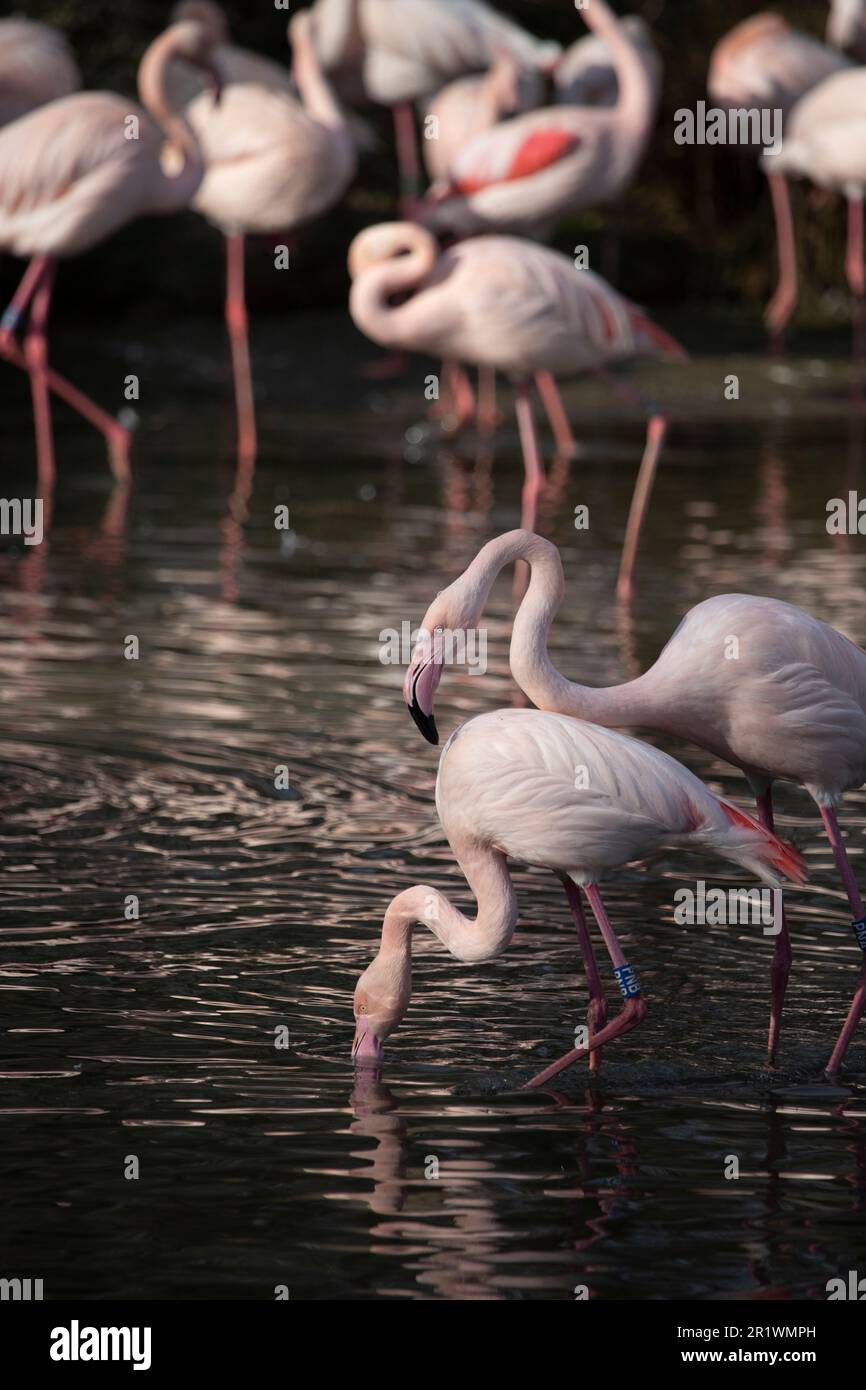 Greater Flamingos in captivity, Norfolk, United Kingdom. The greater ...